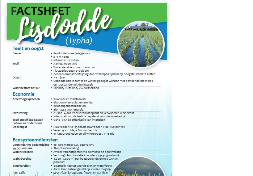 De Lisdodde “in het zonnetje” – Voedselbos Gedeelde Weelde